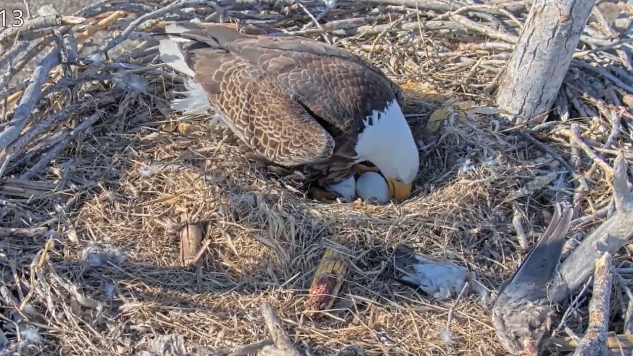 Kansas Eagles 2-24-25. Close Views of Harvey, Ellie, and their Two ...