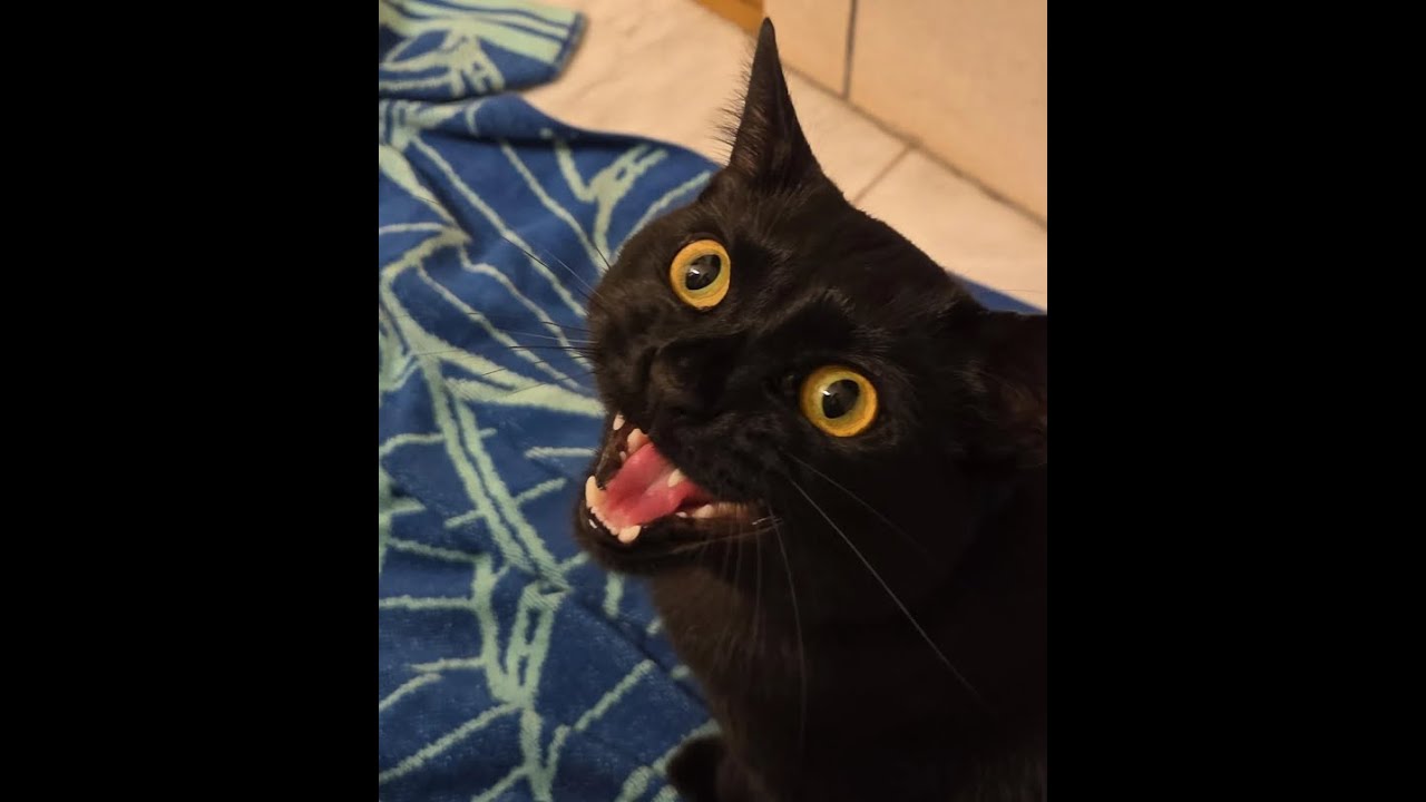 ADHD Gaming Stream...wheeee - YouTube