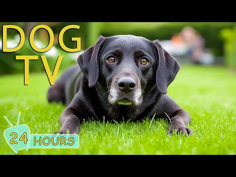 DOG TV: Best Videos Entertain & Relax All Day for Dogs to Watch No-Bored - Happy Music for Dogs