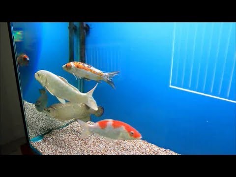 My Five (5) Fish Tanks - Part 1 - YouTube