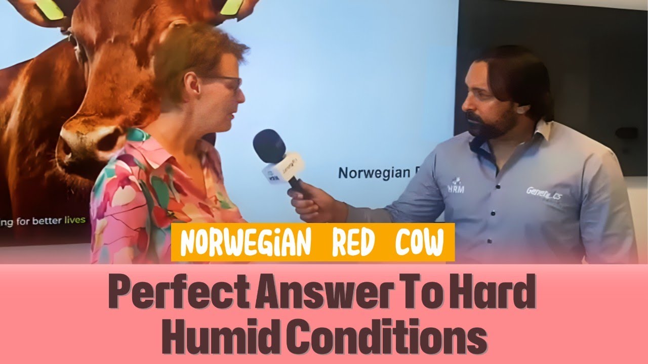 A Beautiful red breed perfect answer to Hard humid conditions of Sub ...