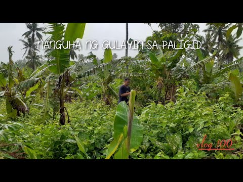 NANGUHA NG GULAYIN (ginataang talbos ng kamoteng kahoy) #vlog100 buhay ...