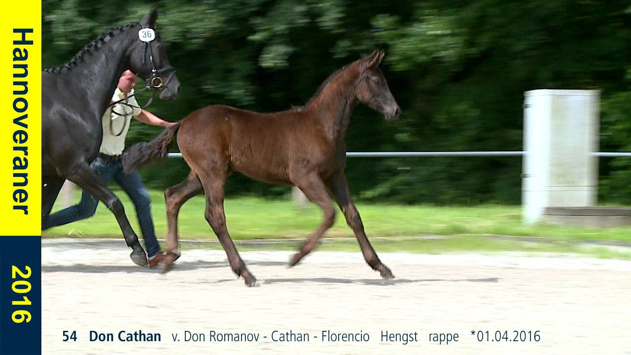 54 Don Cathan v Don Romanov Cathan Florencio Hengst rappe 01 04 2016 ...