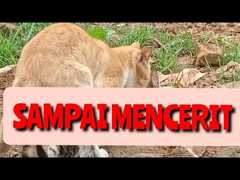 Ngerii kucing kawin paksa sampai mencerit