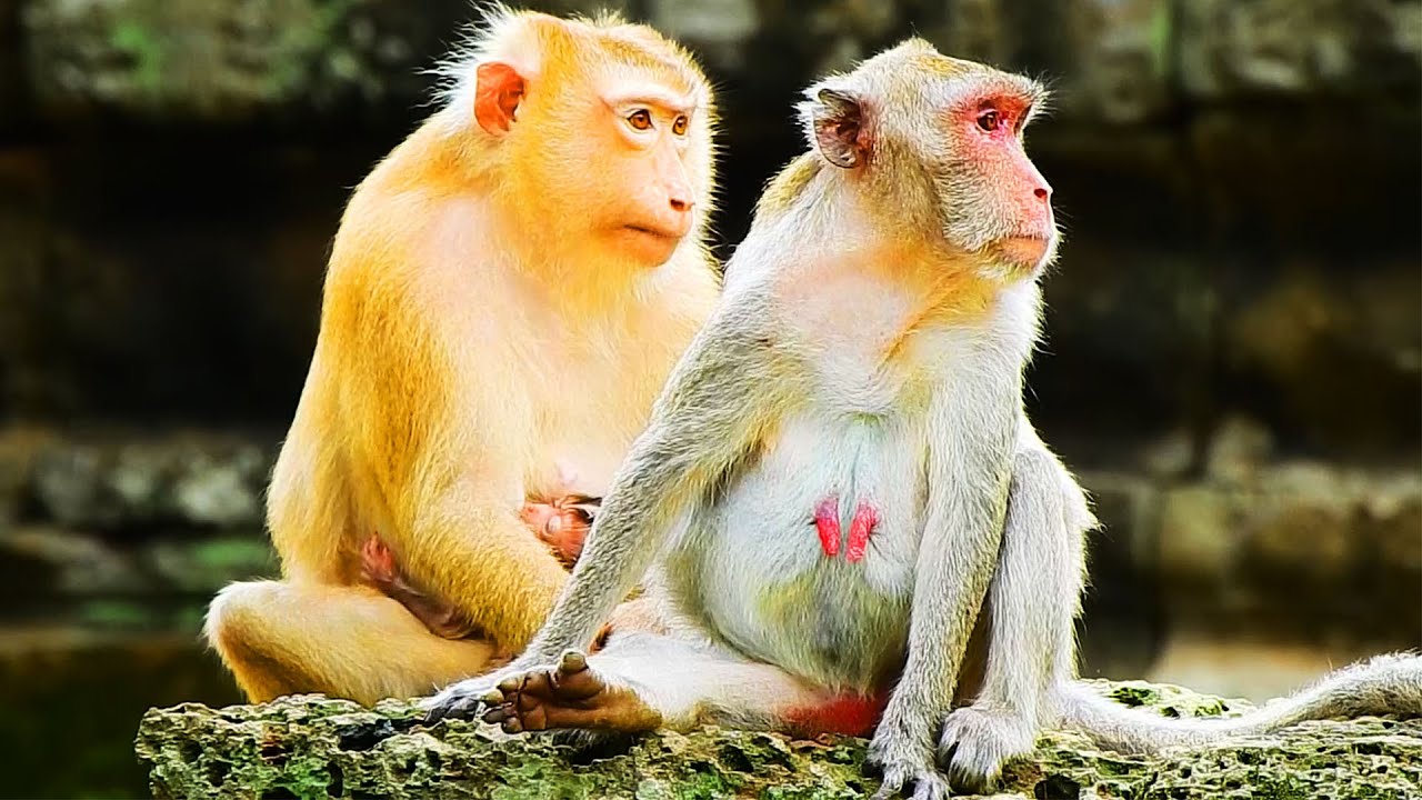 WOW! ROSE MONKEY & JANE MONKEY SIT DOWN TOGETHER, ROSE NURSE RAINBOW TO ...