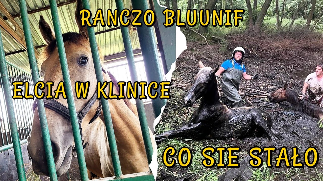 ELCIA JEDZIE DO KLINIKI / CO SIE STALO Z OGIERKAMI - YouTube