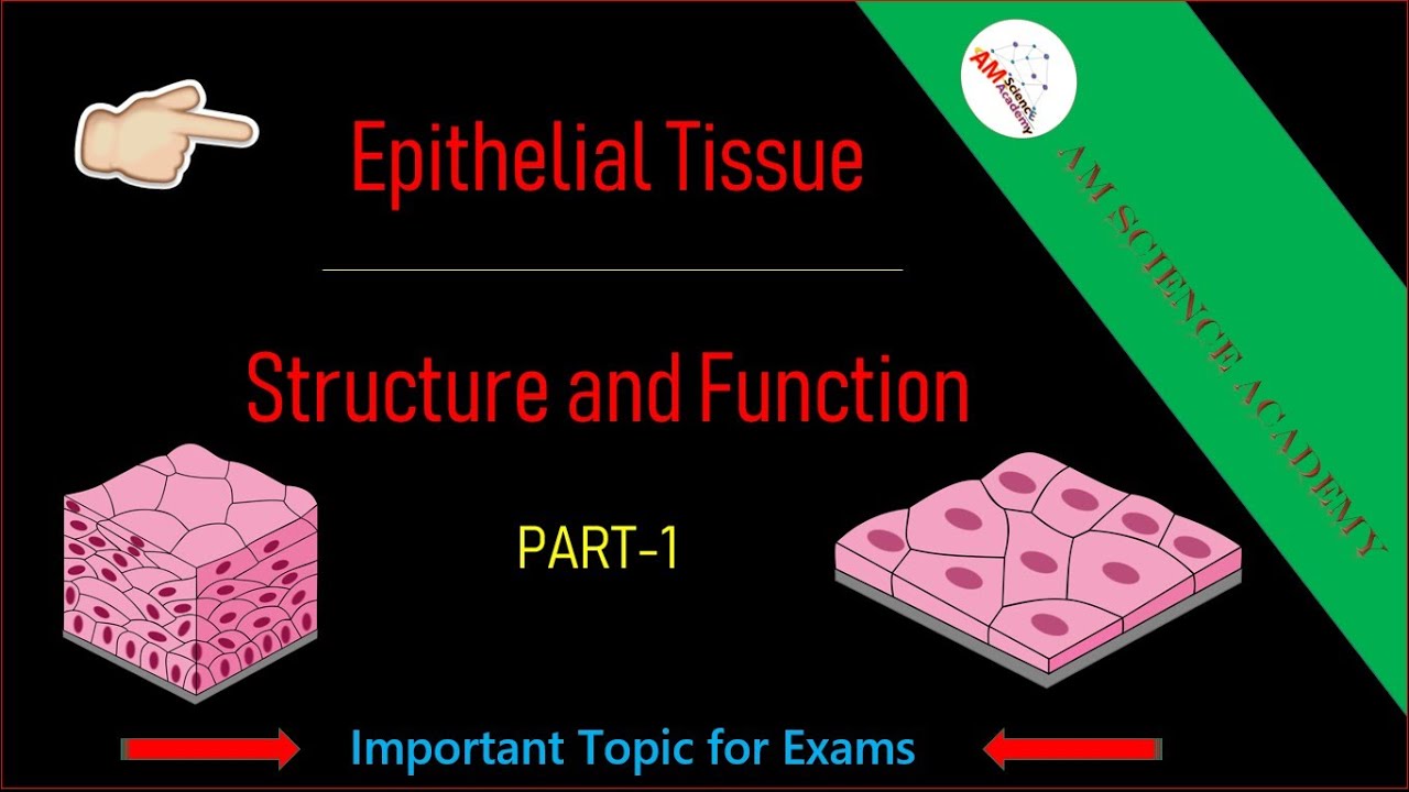 Epithelial Tissue - Structure and Function || Part-1 || Class 9 ...