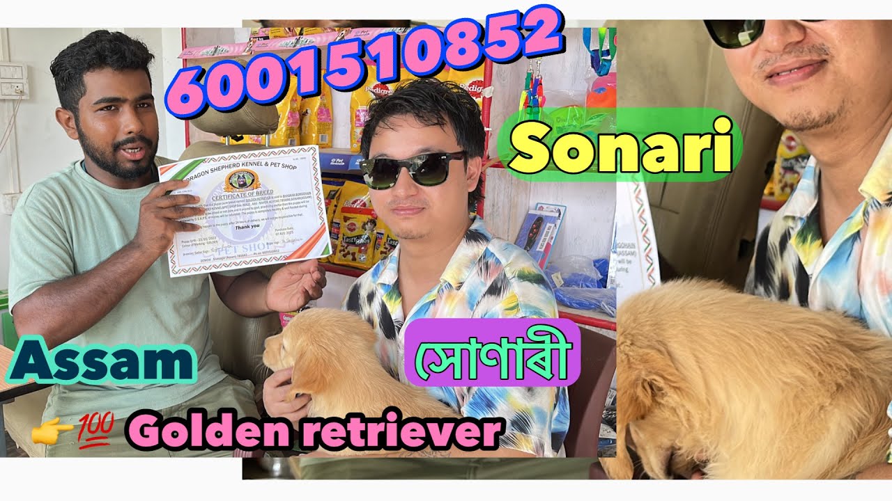 সোণাৰী লৈ #goldenretriever sonari #assam 6001510852 - YouTube