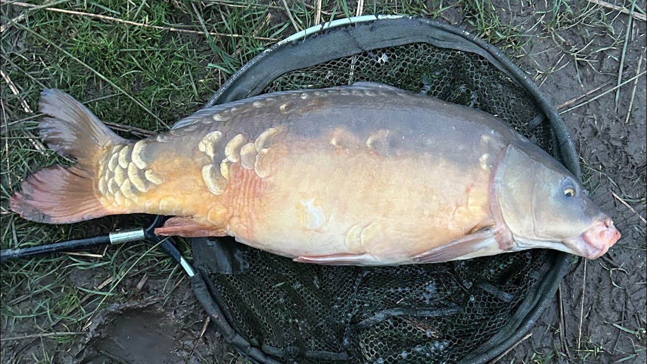 Carp fishing - YouTube