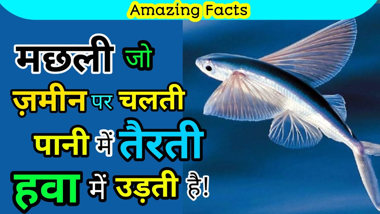मछली जो ज़मीन पर चलतीं। पानी में तैरती। हवा में उड़ती है। Facts About ...