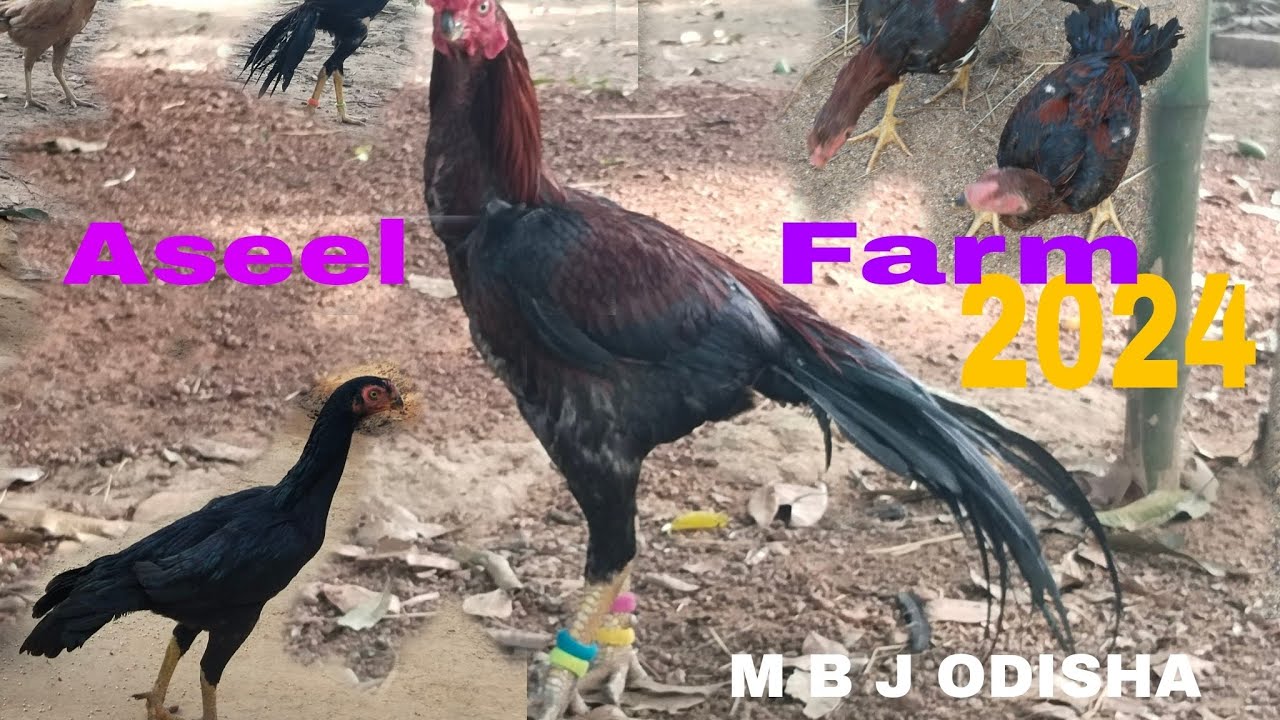 Top Quality parrot beak aseel M B J - YouTube