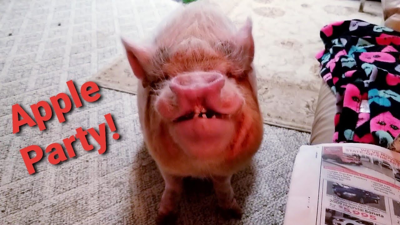 Sammy The Mini Pig Apple Party | Still Dealing With Grief - YouTube