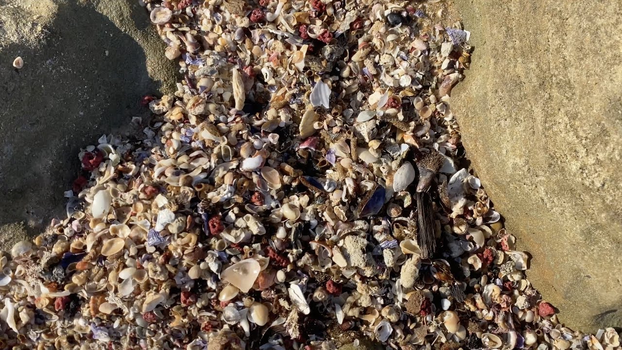 SO MANY SAND DOLLARS AT THE BEACH! Micro seashell haul, virtual ...