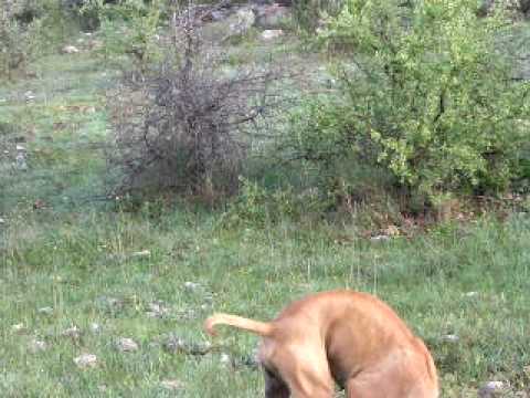 Κυνηγι λαγου - Ψαξιμο λαγου - YouTube