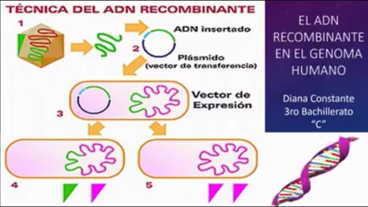 La tecnología del ADN recombinante en el genoma humano - YouTube
