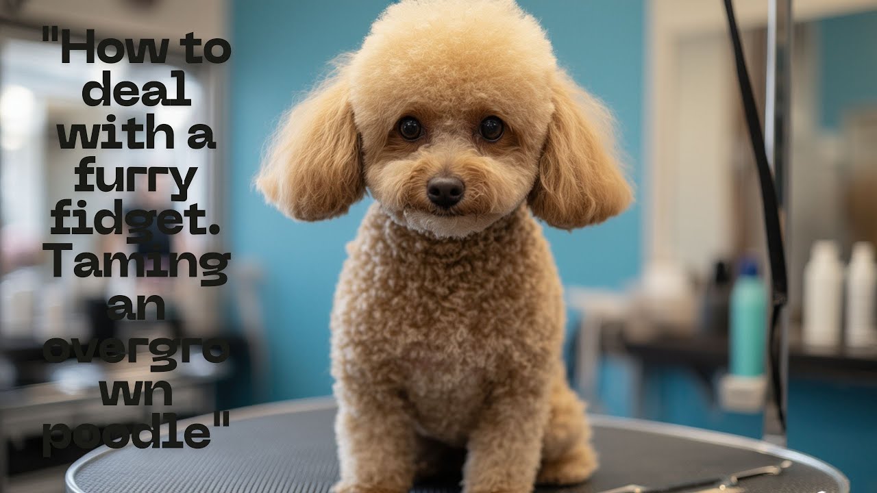 "How to deal with a furry fidget. Taming an overgrown poodle" - YouTube