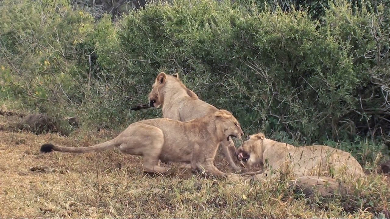 Clash of the Kings: Lions Battling for Supremacy Over a Meal - YouTube