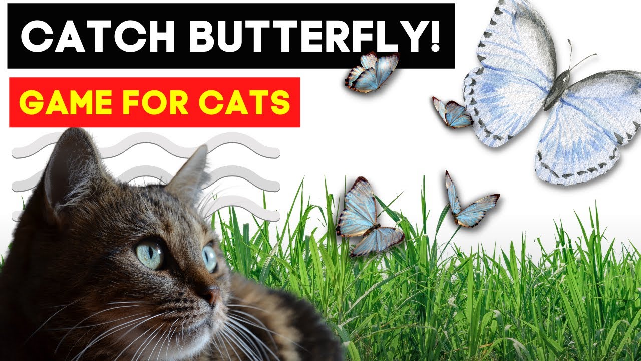 cat-games-on-screen-butterfly-games-for-cats-to-watch-youtube