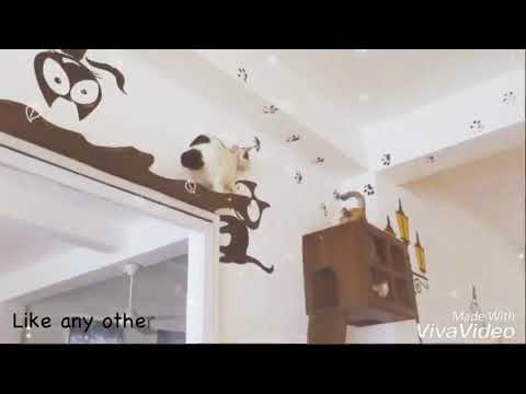 The Odd Cat Bali - Meow-graphy - Meet Oreo - YouTube