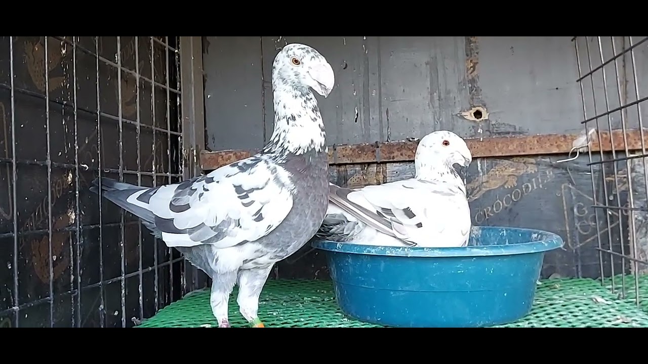 GERMAN BEAUTY HOMER PIGEON #germanbeautyhomerpigeon - YouTube