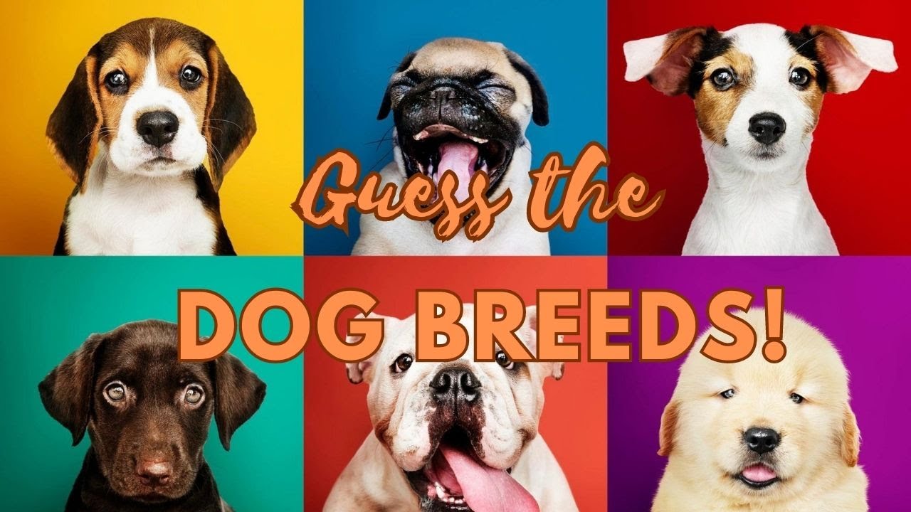 【Fun Quiz】Guess the Dog Breed Quiz! - YouTube