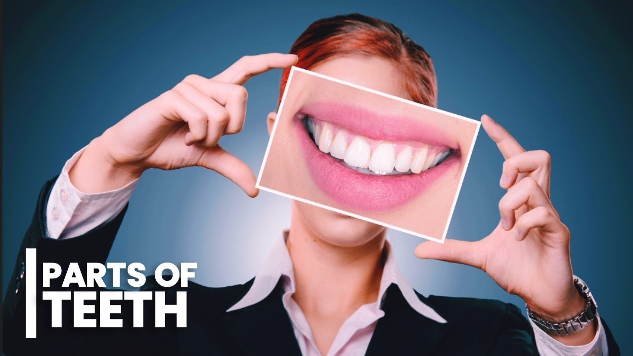 Iba't-ibang Uri ng mga Ngipin sa Bibig ng Tao | Iba't-ibang Dental ...