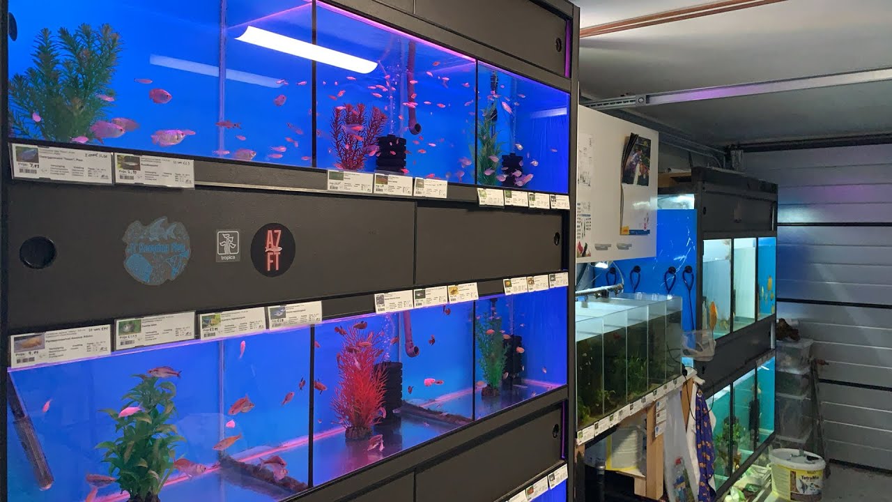 🔴 Live JT Keeping Fish // Hanging Out In The Fishroom! 🔴 - YouTube