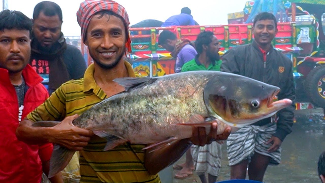 8 Kg Brigade Fish 240 Tk | Biggest fish market in bd | Wholesale fish ...