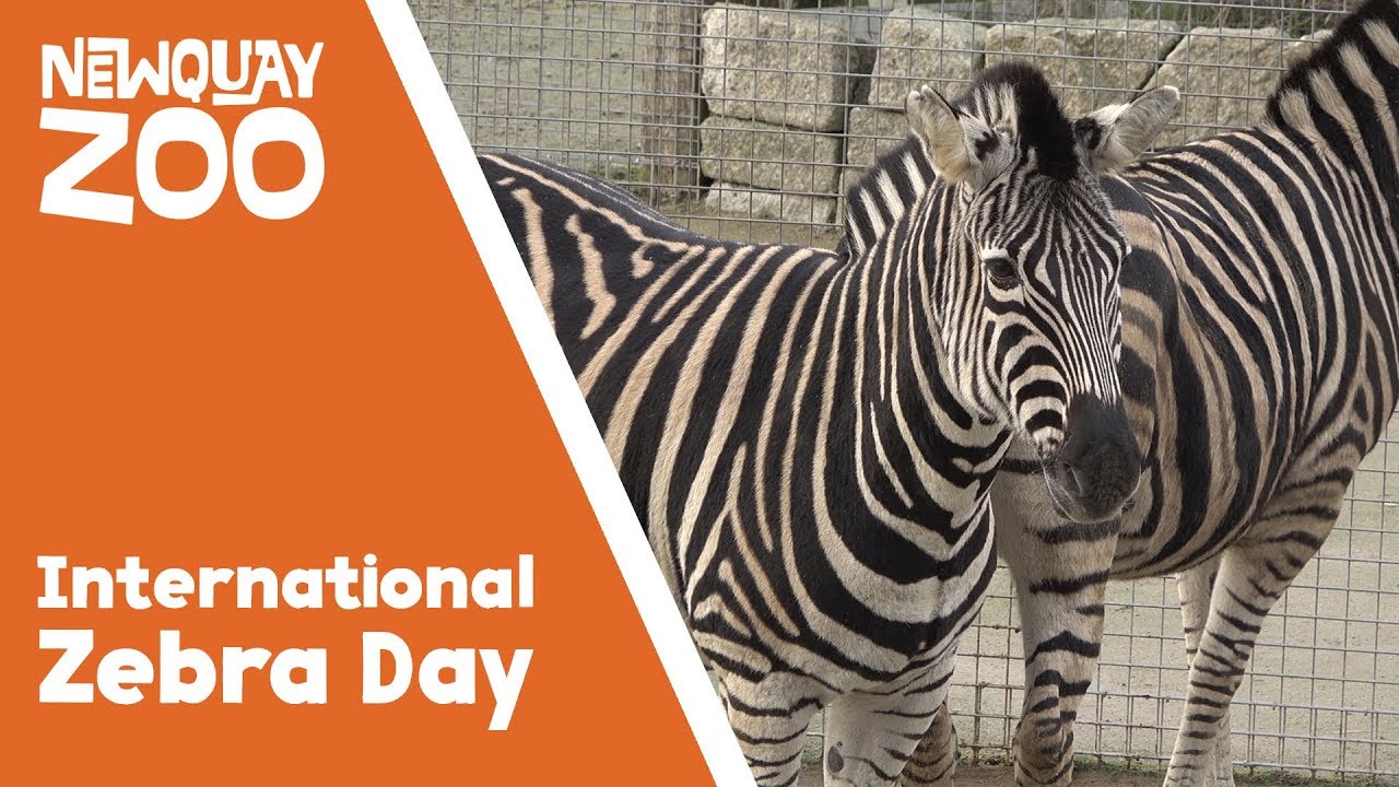 It's International Zebra Day! - YouTube