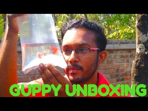 Guppy train unboxing! Brazilian red guppys - YouTube