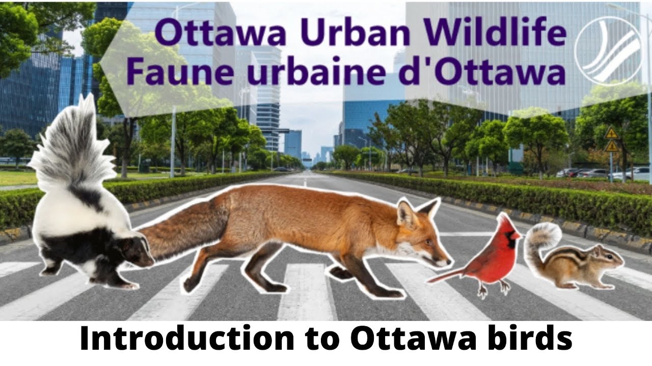 Introduction to Ottawa birds | Ottawa Urban Wildlife | Ottawa Public ...