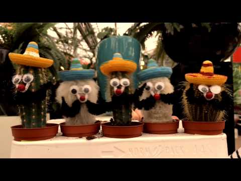 Dancing cactus - YouTube