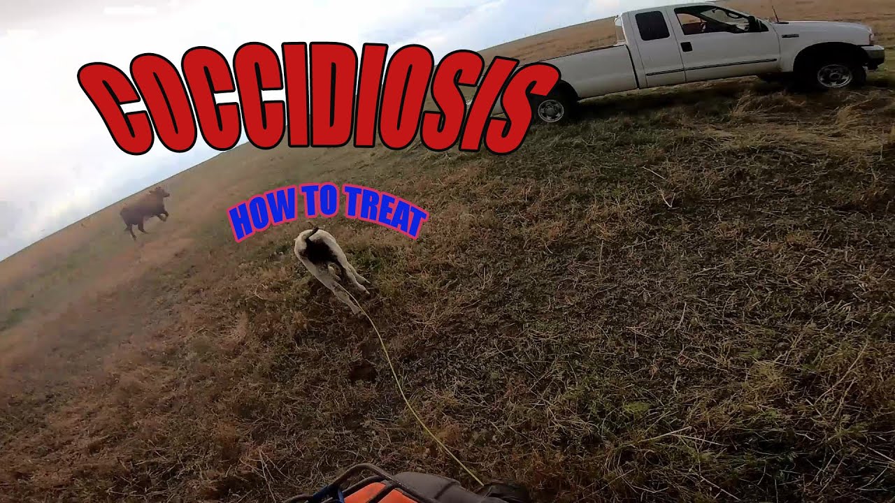 How to treat coccidiosis in cattle - YouTube