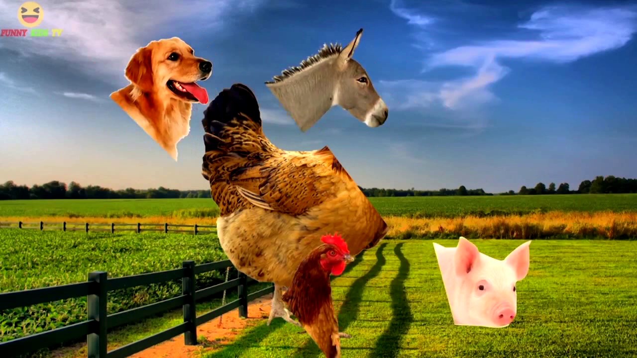 Funny Animals Bathing Colors Fun Colors for Children to Learn with ...