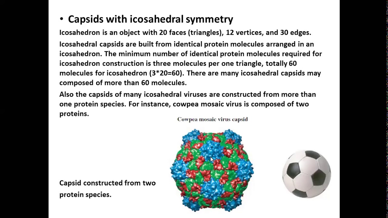Lecture 2 Structure of viruses Part 3 - YouTube