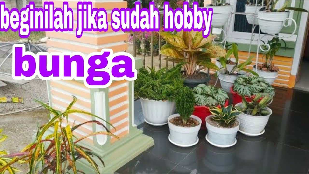 taman bunga yg di isi dengan bunga bunga mahal dan murah - YouTube