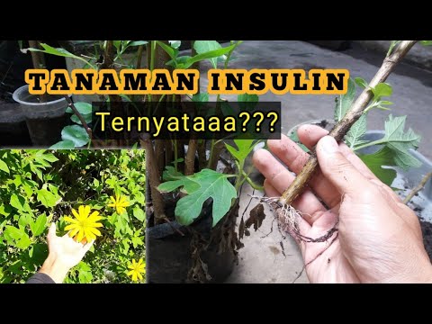 TANAMAN INSULIN DARI KHASIAT SAMPAI CARA MENANAM l Cara Stek Tanaman ...