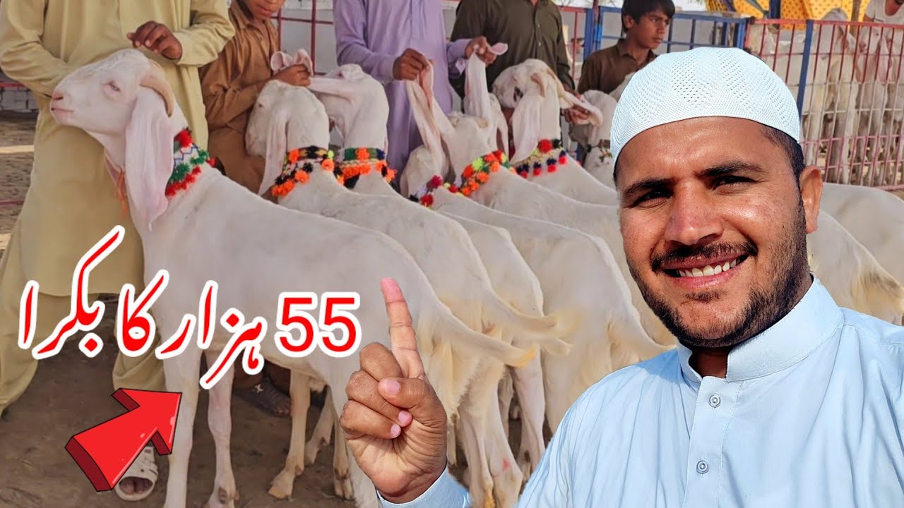 24 May 2023 Bada Bakra 55000 rajanpuri Bakre 03037003864 سستی آفر - YouTube