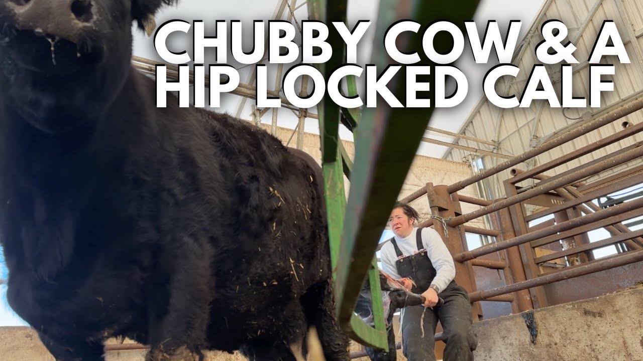 helping a hip locked calf | Calving Season 2024 Vlog | Day in the life ...