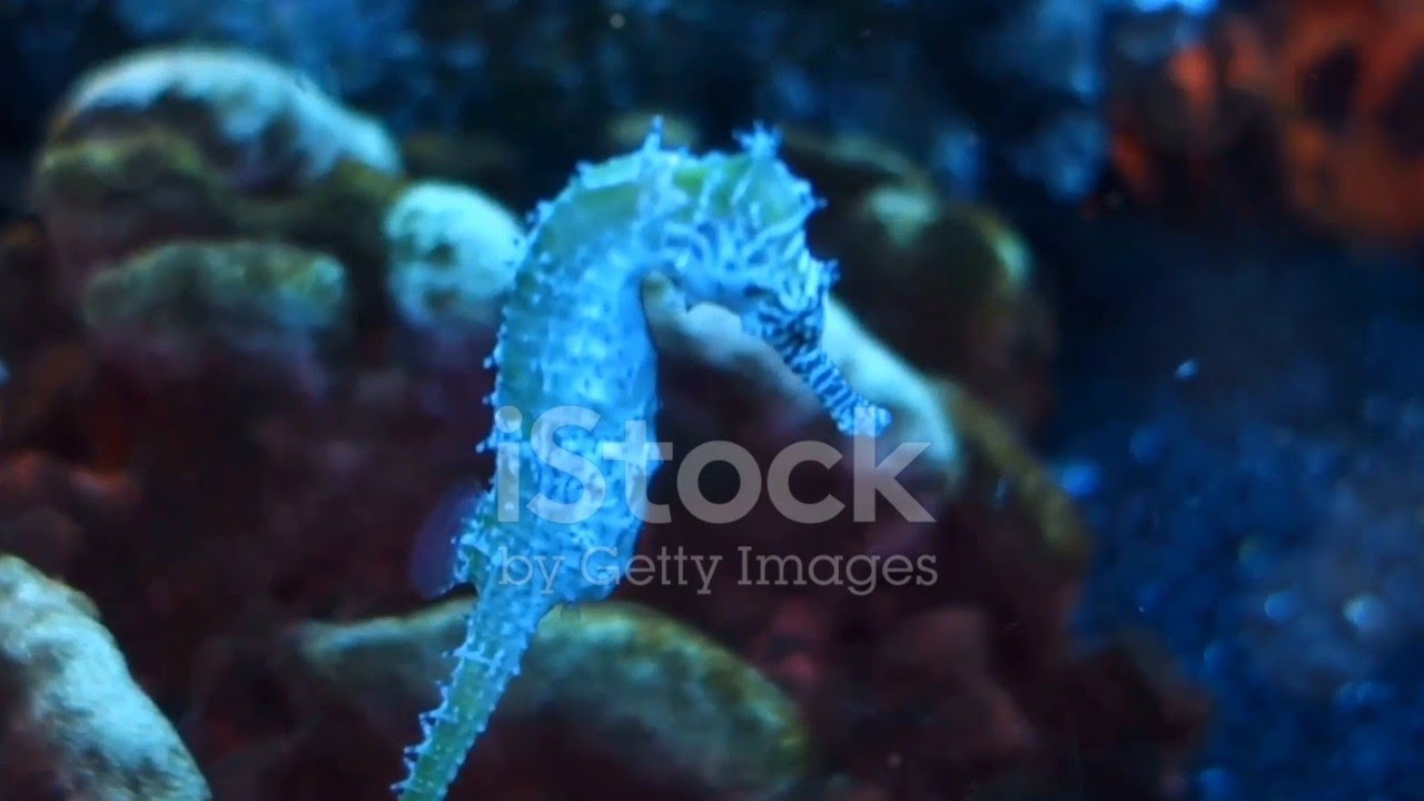 Top 10 most beautiful marine life|most beautiful marine life fish ...