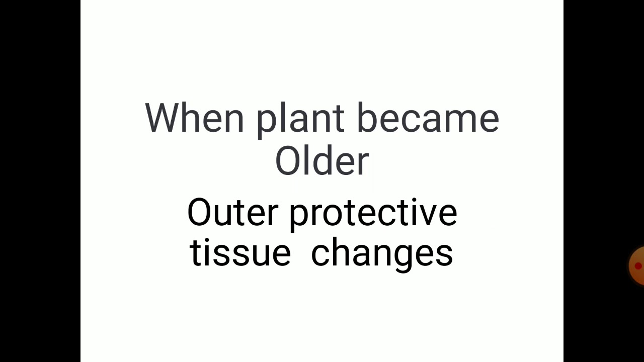 B.R.P.S , science, class-9th,chapter-tissue,Young stem and old stem ...