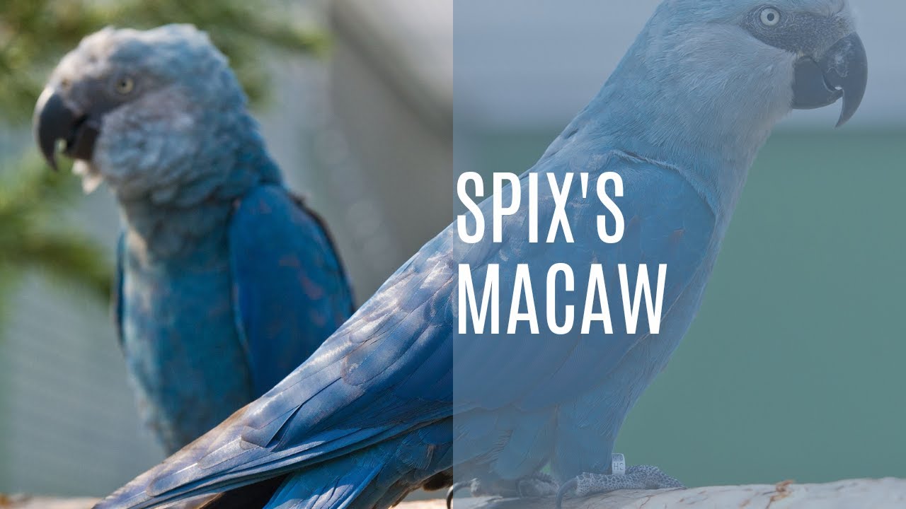 The Colorful Life of the Spix's Macaw (Cyanopsitta Spixii) - YouTube