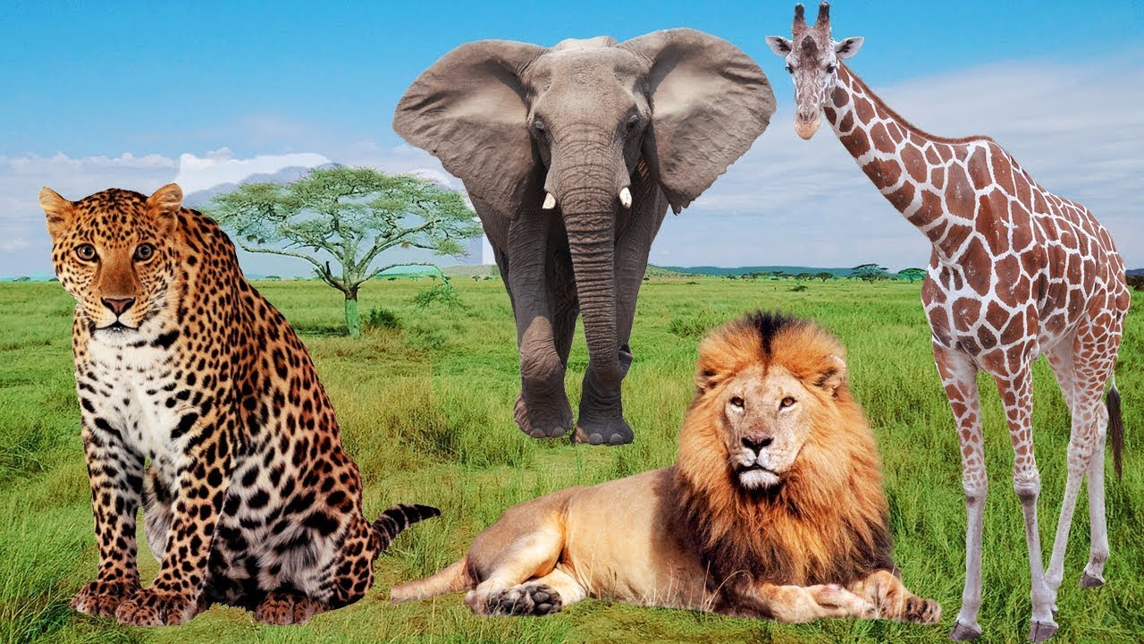 Kids Go To School Learn Lesson About Kangaroo Animals - Draw Kangaroo ...