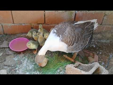 Kaz yavruları kısa video.