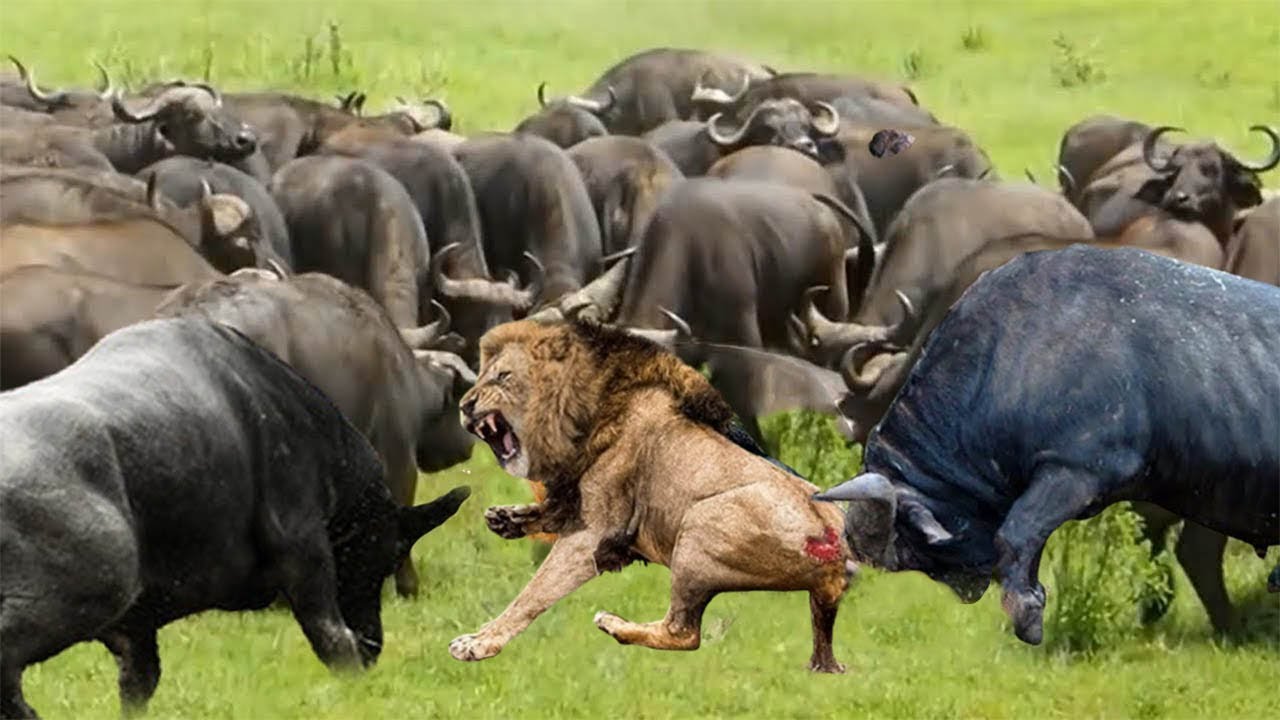 An Angry Herd of Buffalo Gored A Lion To Death As A Warning To The ...