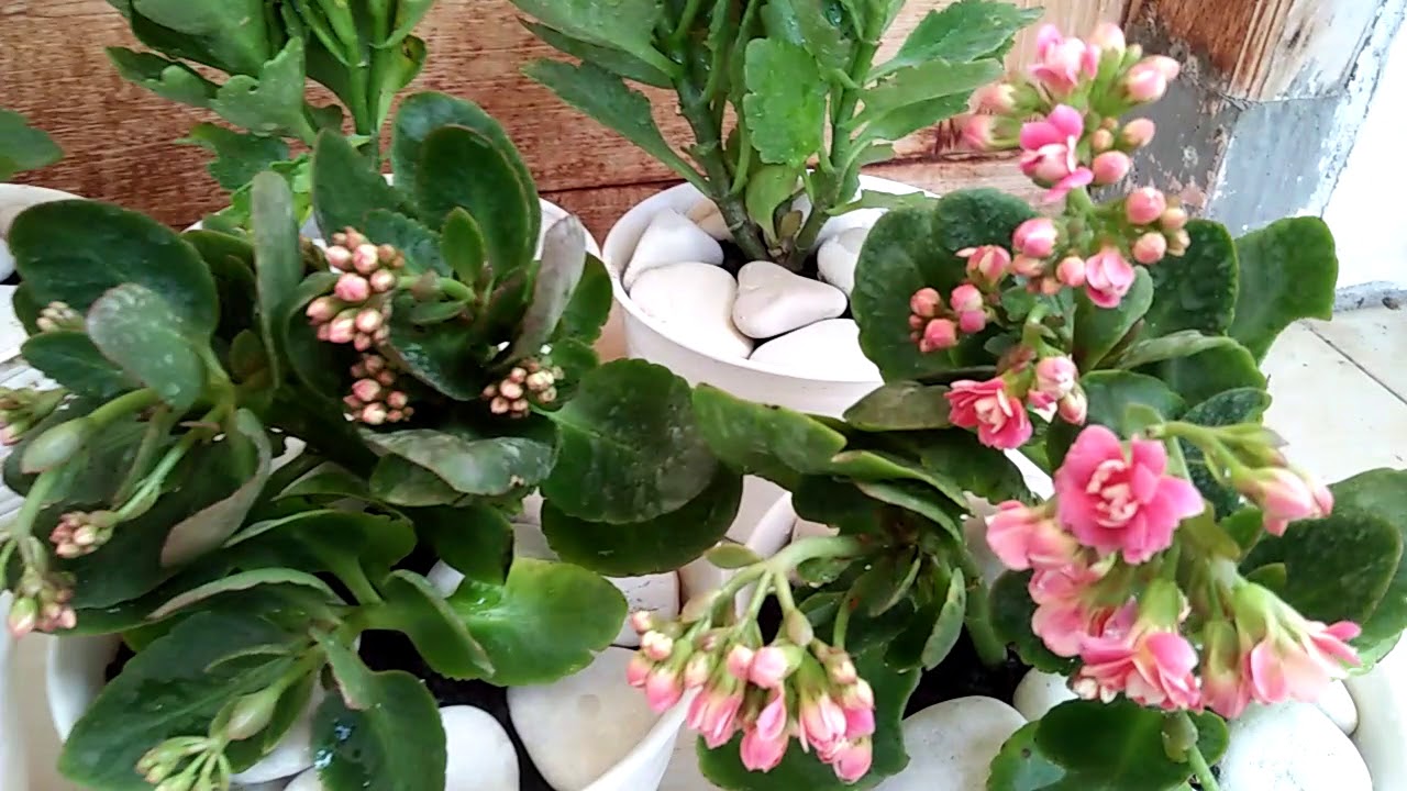 Aneka warna tanaman hias Kalancoe Caladiva - YouTube