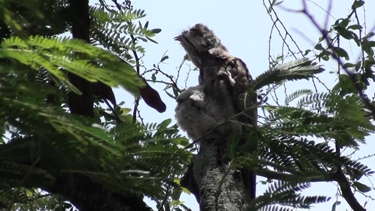 Urutau, Mãe da Lua, Ave Fantasma cacá - YouTube