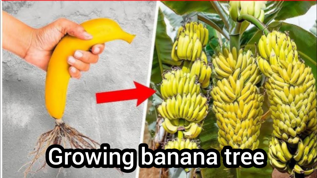 How to grow bananas tree from banana | complete growing guide ...