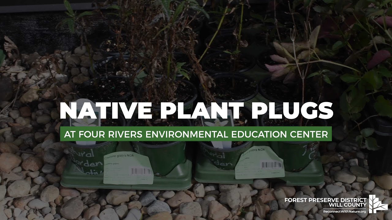 Native Plant Plugs At Four Rivers Environmental Education Center - YouTube