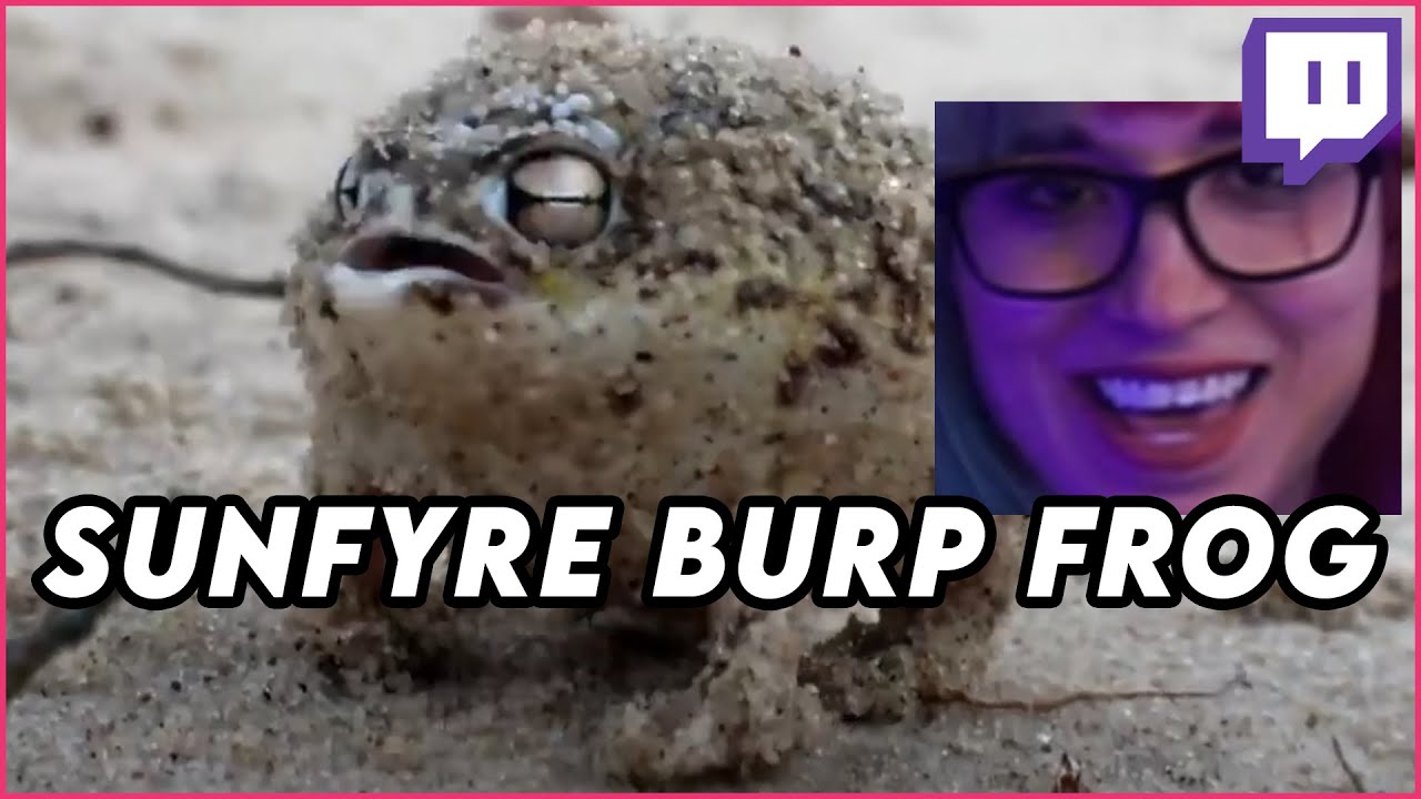 tiny angry burp frog called Sunfyre - YouTube